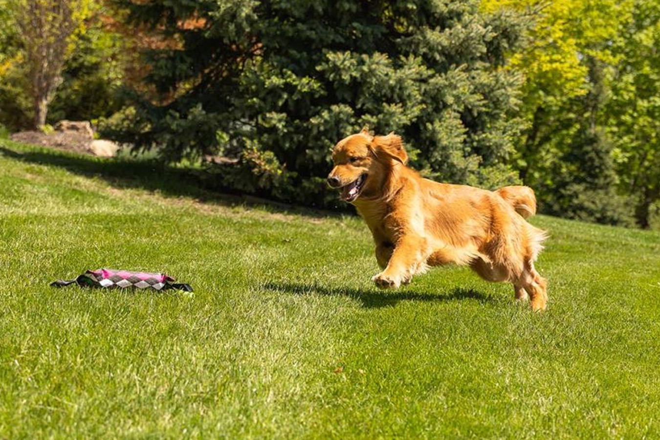 Roct Outdoor American Dog Water Bottle Lined Retriever Dog Toy ...